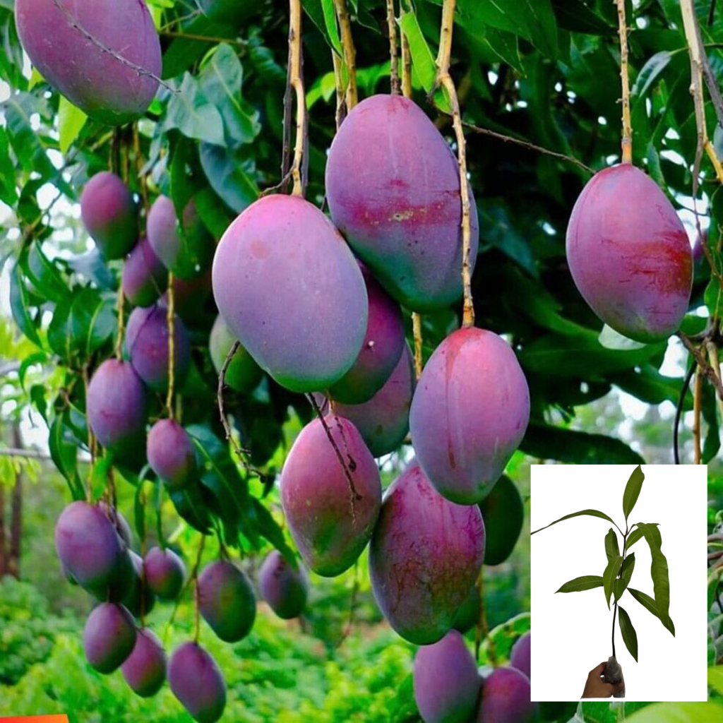 Tropical Fruit Tree: Mango Palmer (Mangifera)