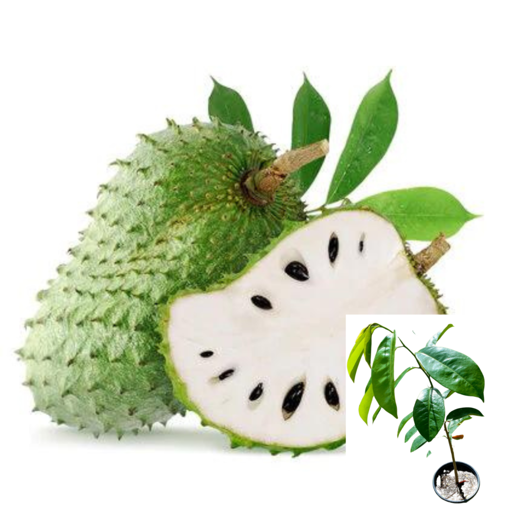 Soursop (ANNONA MURICATA) Live Fruit Plant