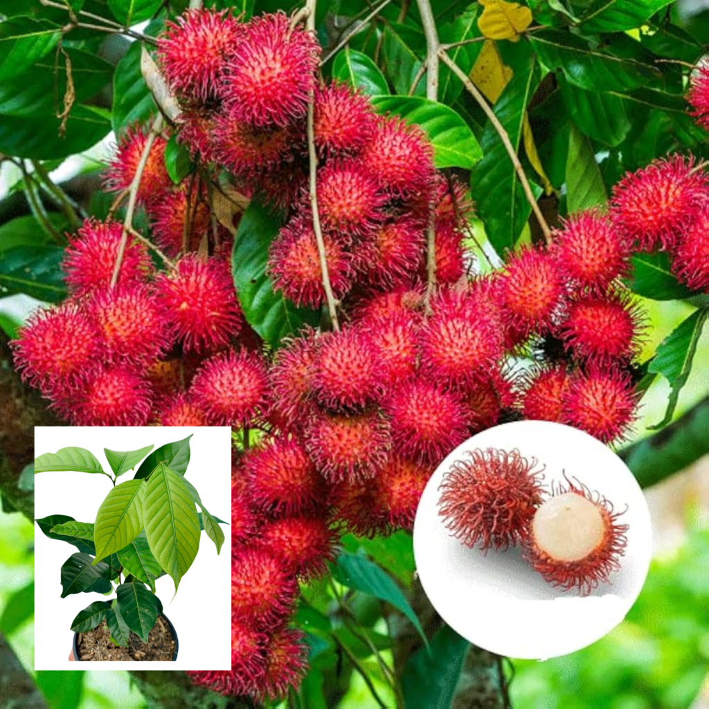 Long Seed Rambutan Tropical Fruit Tree